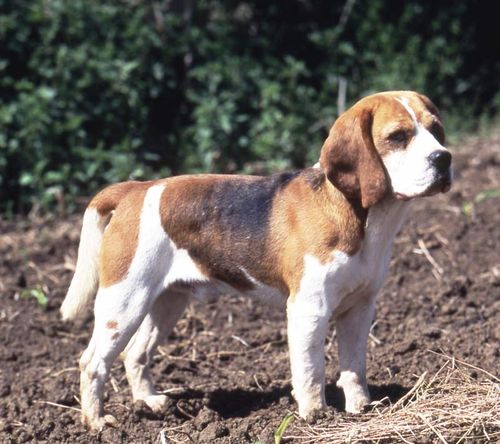 Races | Races | Le Beagle